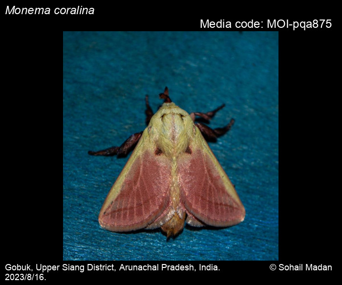 Monema coralina Dudgeon, 1895 - | Moths